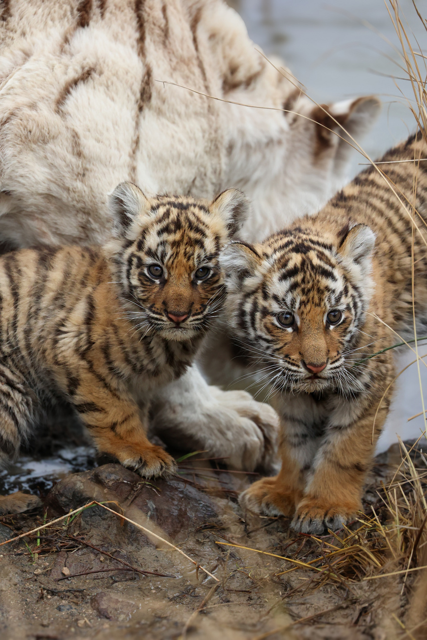 Index – Tibo a fehér tigris kölykeivel – Galéria