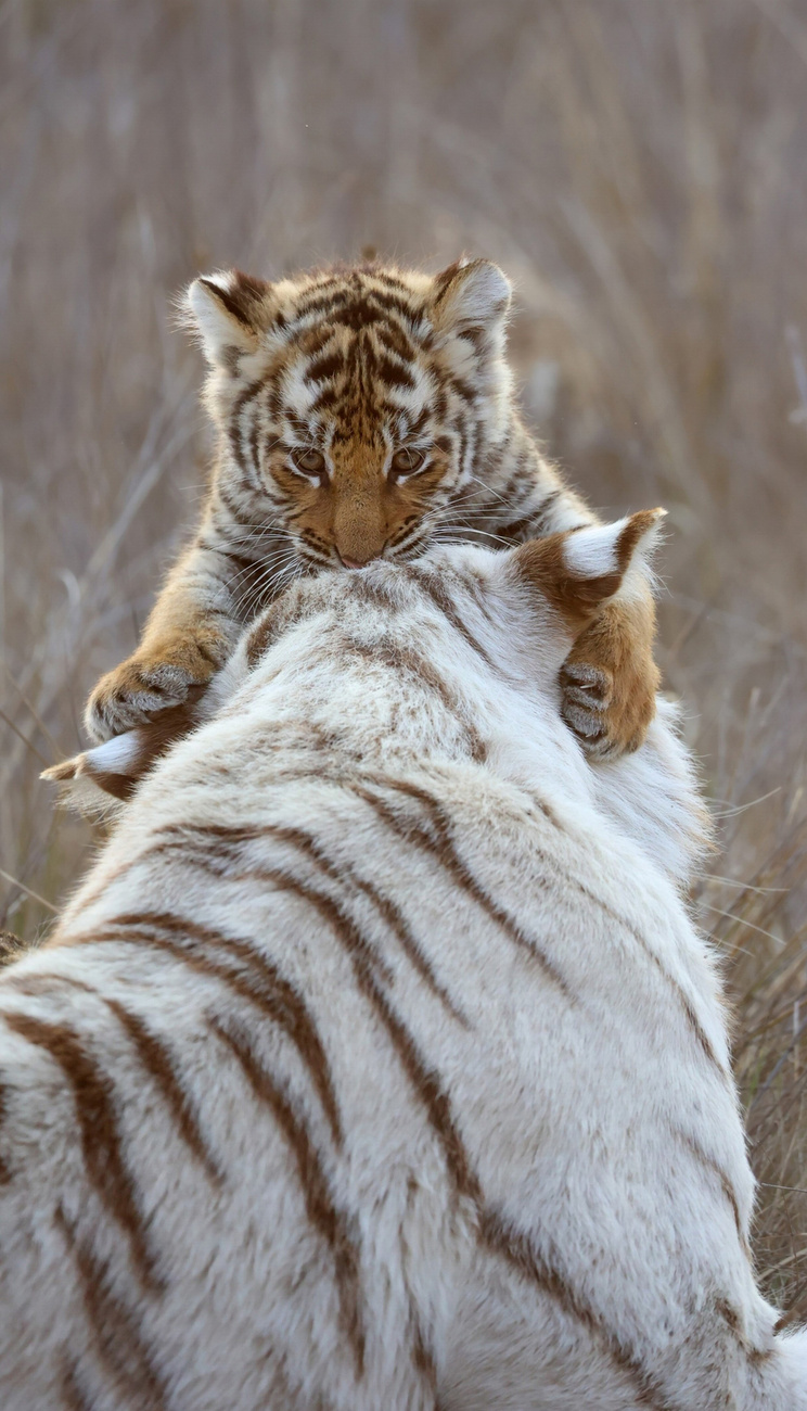 Index – Tibo a fehér tigris kölykeivel – Galéria