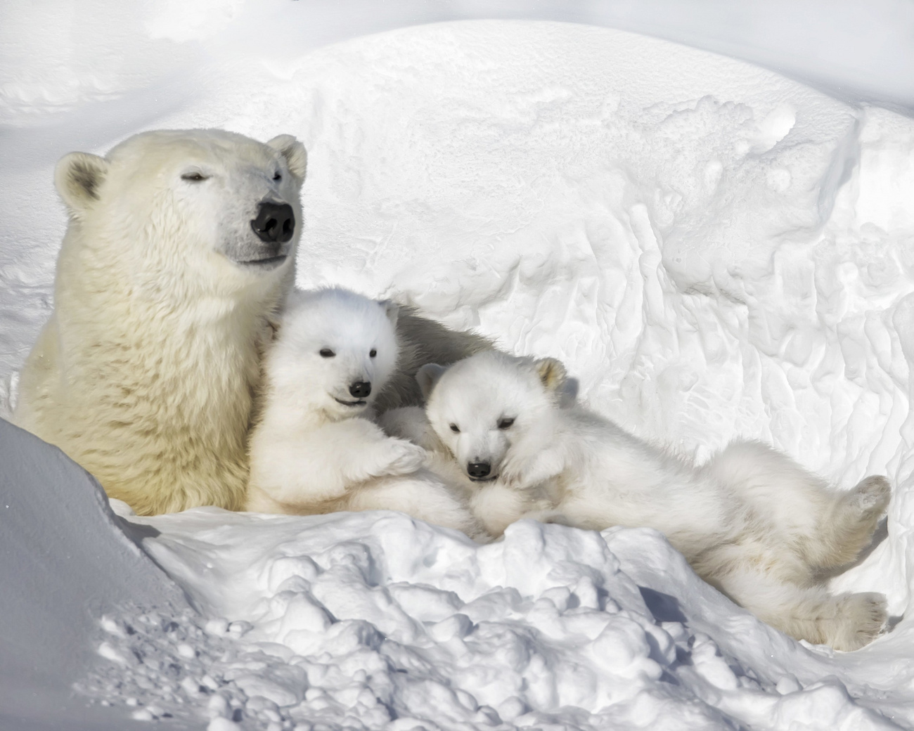 Index – Jegesmedve család a kanadai Wapusk Nemzeti Parkban – Galéria