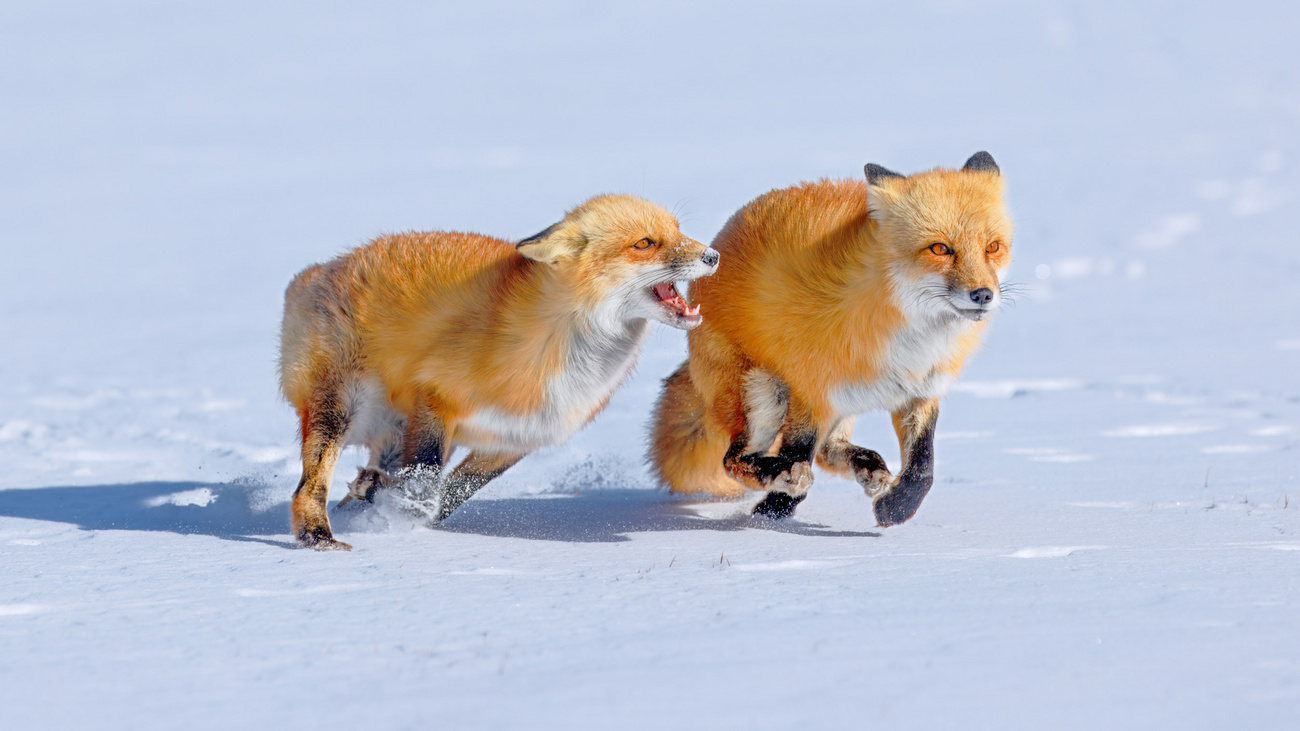 Index – Civakodó rókák a hóban – Galéria