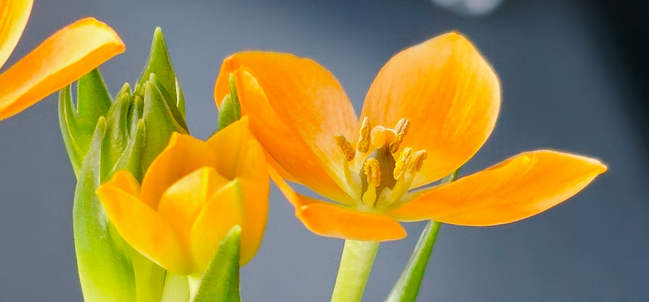 Index – Samsung Galaxy S23 Ultra: 200 megapixel – Galéria